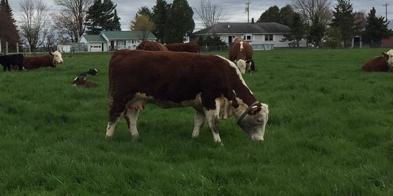 Cornell Cooperative Extension | Beef Quality Assurance program for Farmers