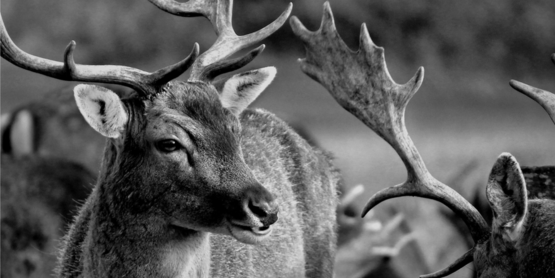 Cornell Cooperative Extension | Cooking Wild with Kate
