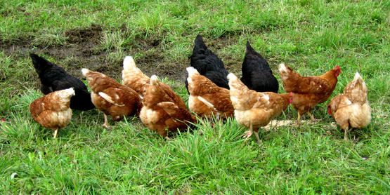 Cornell Cooperative Extension | Poultry Pullorum Testing