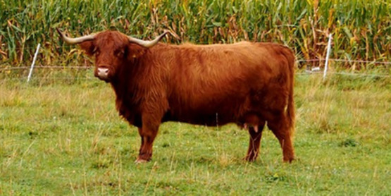 Cornell Cooperative Extension | Bull Selection by the Numbers