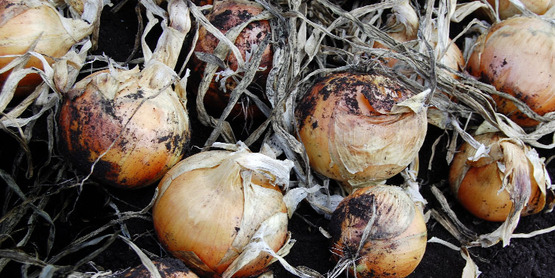 Cornell Cooperative Extension | 2019 Orange County Onion School
