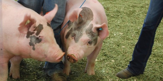 Cornell Cooperative Extension | Breeding and Market Swine