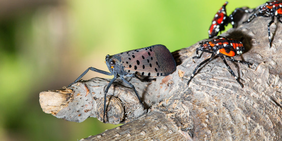 Cornell Cooperative Extension | Stop the Spread: Scout for New Forest ...