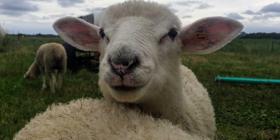 Cornell Cooperative Extension | Free Small Ruminant Fecal Sampling Day ...