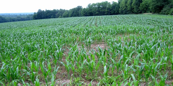 Cornell Cooperative Extension | Field Crops