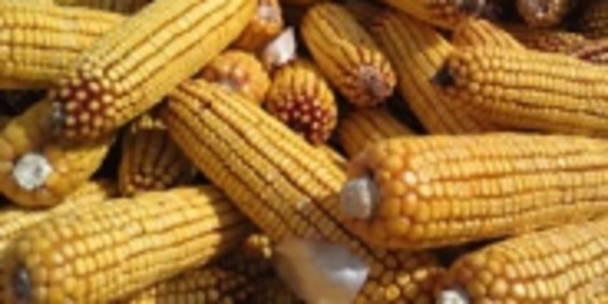 Cornell Cooperative Extension | 2020 Corn Congress - Waterloo Location