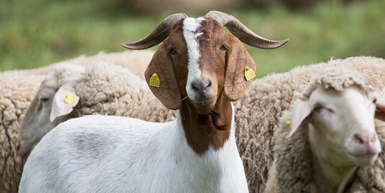 Cornell Cooperative Extension | Sheep and Goat Johne's Disease ...