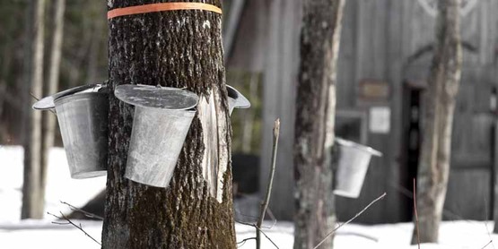 Cornell Cooperative Extension | Maple Workshop