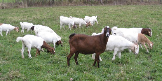 Cornell Cooperative Extension | 4-H Livestock Clinic – Goats (Dairy ...