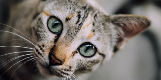 Cornell Cooperative Extension | 4-H Cat Showmanship