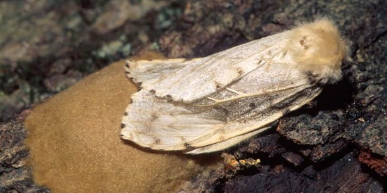 Cornell Cooperative Extension | Gypsy Moth Management Webinar