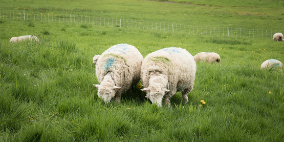 Cornell Cooperative Extension | Small Ruminant Parasite Basics