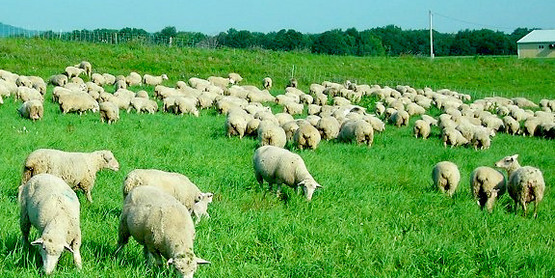 Cornell Cooperative Extension | Small Ruminant Parasite Basics