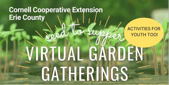 Cornell Cooperative Extension | Seed to Supper Virtual Garden Gatherings