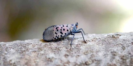 Cornell Cooperative Extension | Spotted Lanternfly ID and iMapInvasives ...
