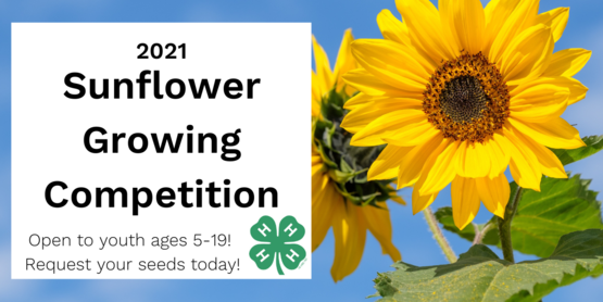 Cornell Cooperative Extension | 2021 Sunflower Growing Competition