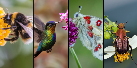 Cornell Cooperative Extension | Attracting Pollinators to the Garden