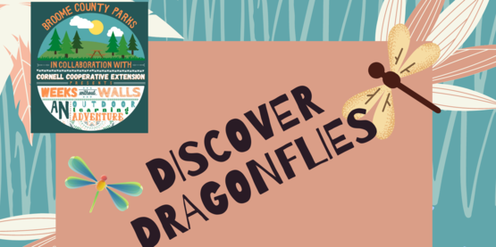 Cornell Cooperative Extension | Weeks Without Walls - Discover Dragonflies