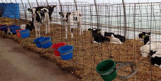 Cornell Cooperative Extension | Calf Management On-Farm Tour