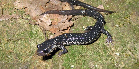 Cornell Cooperative Extension | Sleuthing for Salamanders at Siuslaw ...