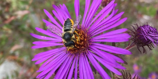 Cornell Cooperative Extension | Bees and the Cycle of Expansion