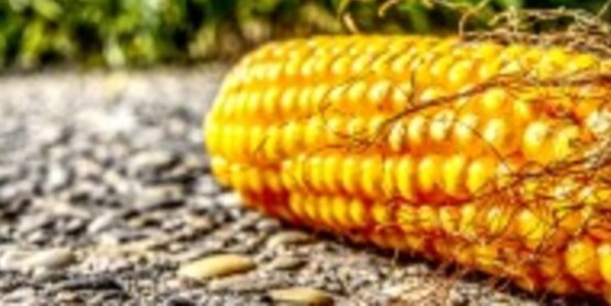 Cornell Cooperative Extension | 2023 Corn Congress