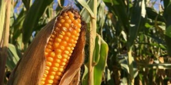 Cornell Cooperative Extension | 2023 Corn Congress