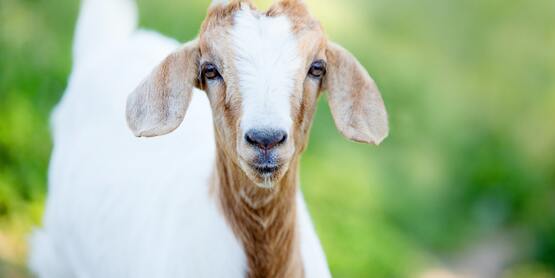 Cornell Cooperative Extension | 4-H Goat Program