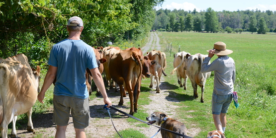 Cornell Cooperative Extension | North Country Creamery Farm Tour for ...