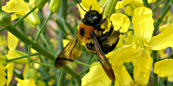 Cornell Cooperative Extension | Pollinators in Your Garden and Beyond ...