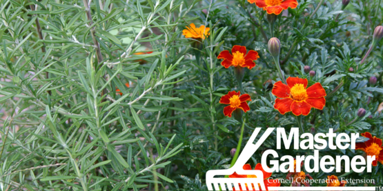 Cornell Cooperative Extension | Companion Planting