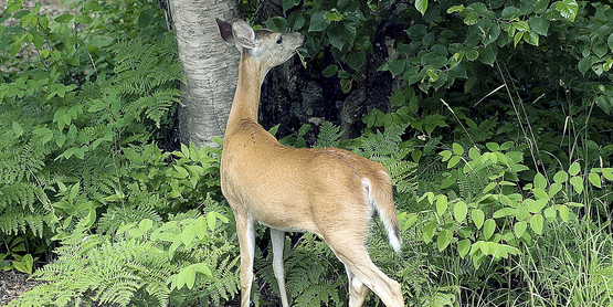 Cornell Cooperative Extension | Events