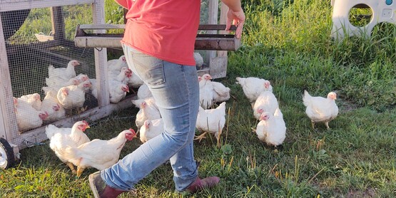 Cornell Cooperative Extension | Postponed until Spring 2024 - Pastured ...