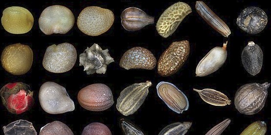 Cornell Cooperative Extension | The Art of Saving Seeds