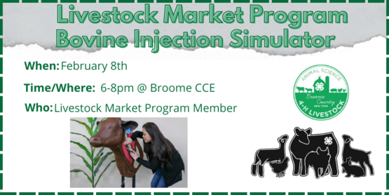 Cornell Cooperative Extension | 4-H Livestock Market Program: Bovine Injection Simulator