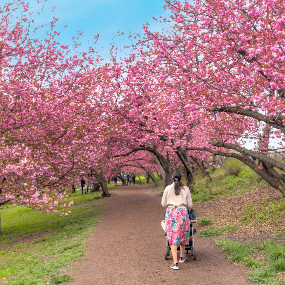 The Ramble Self-Guided Tour | Central Park Conservancy