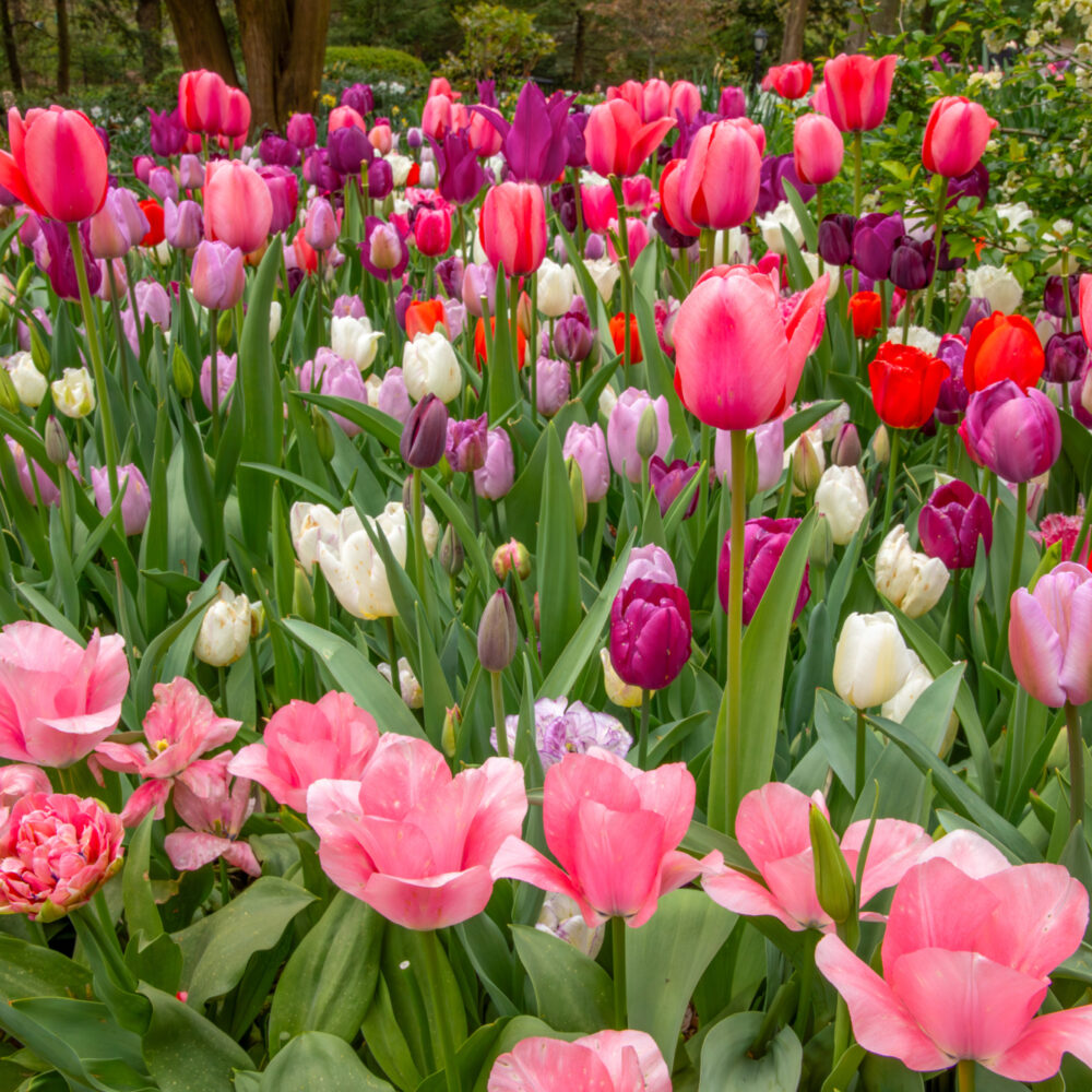 Where to find Spring Blooms in Central Park | Central Park Conservancy