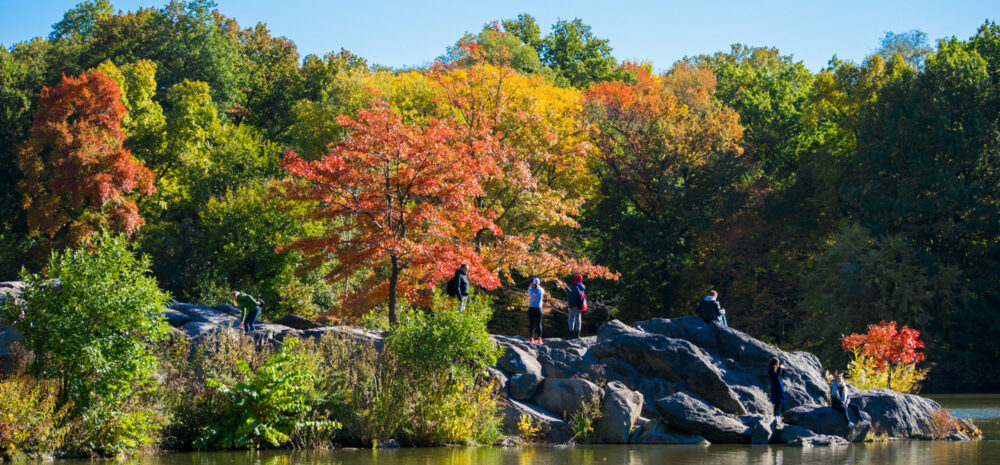 What Are Central Park’s Most Colorful Fall… | Central Park Conservancy