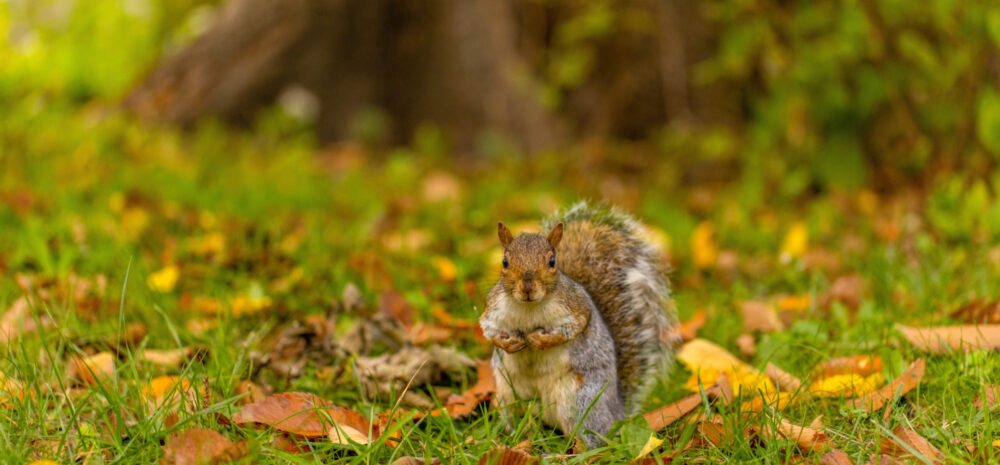 Getting to Know Central Park’s Squirrels | Central Park Conservancy