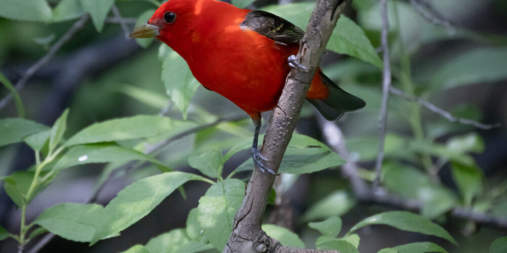 Birding Guide | Central Park Conservancy