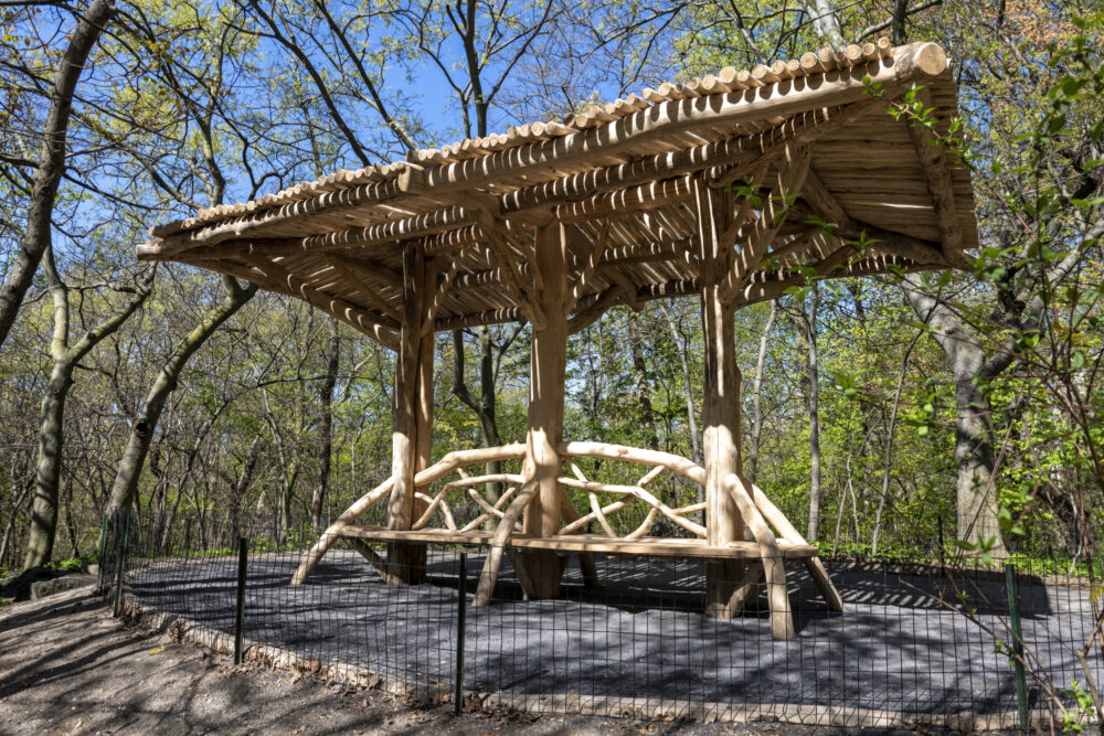 Reconstruction of the Ramble's Rustic… | Central Park Conservancy