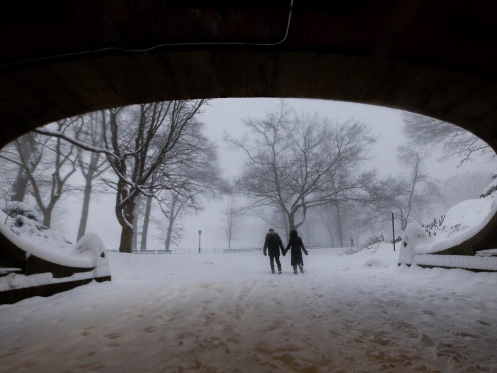 Arthur Ross Pinetum | Central Park Conservancy