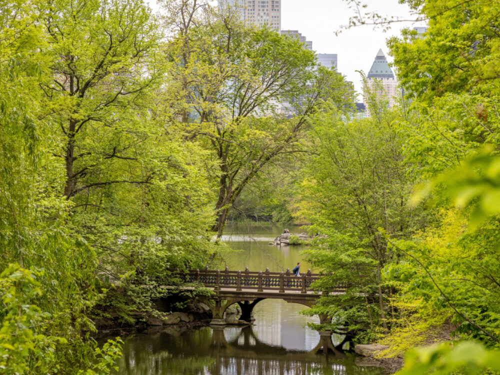 The Ramble | Central Park Conservancy