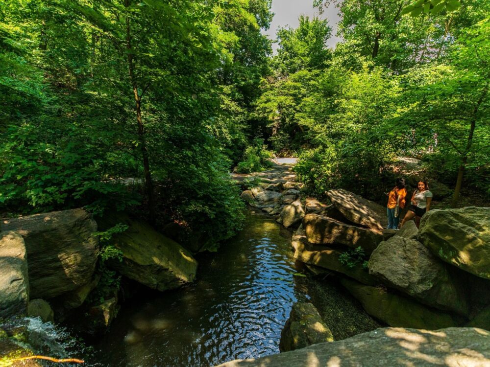 Arthur Ross Pinetum | Central Park Conservancy