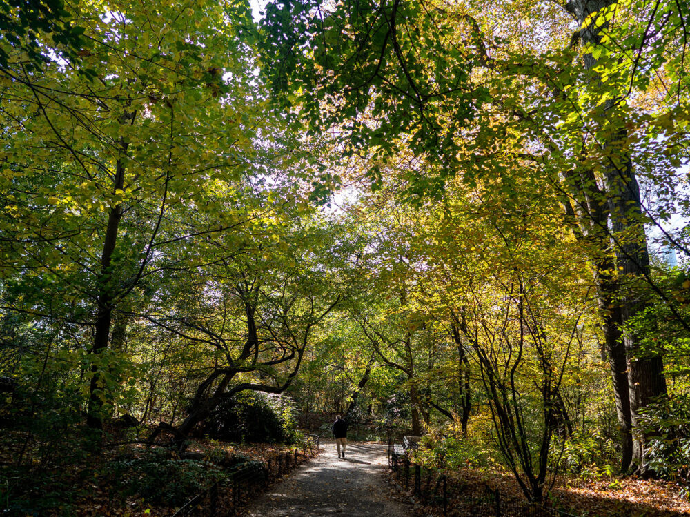 The Ramble | Central Park Conservancy