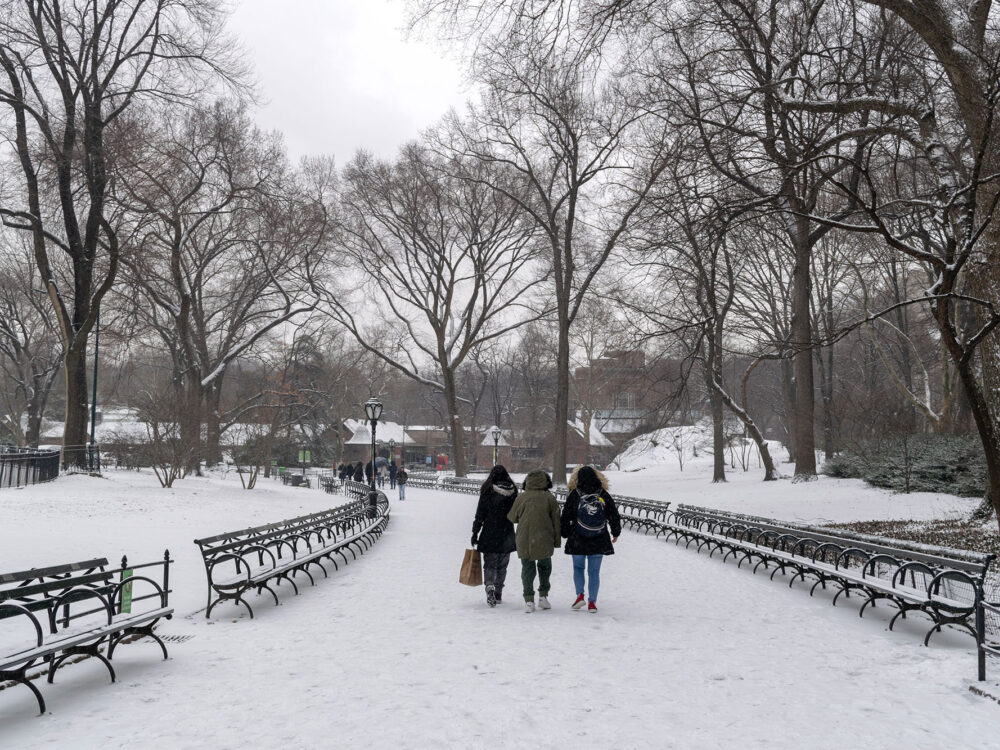 Arthur Ross Pinetum | Central Park Conservancy