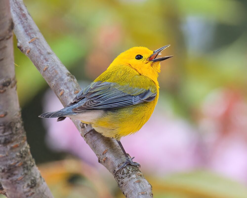 5 Questions with Birding Expert & Harlem… | Central Park Conservancy