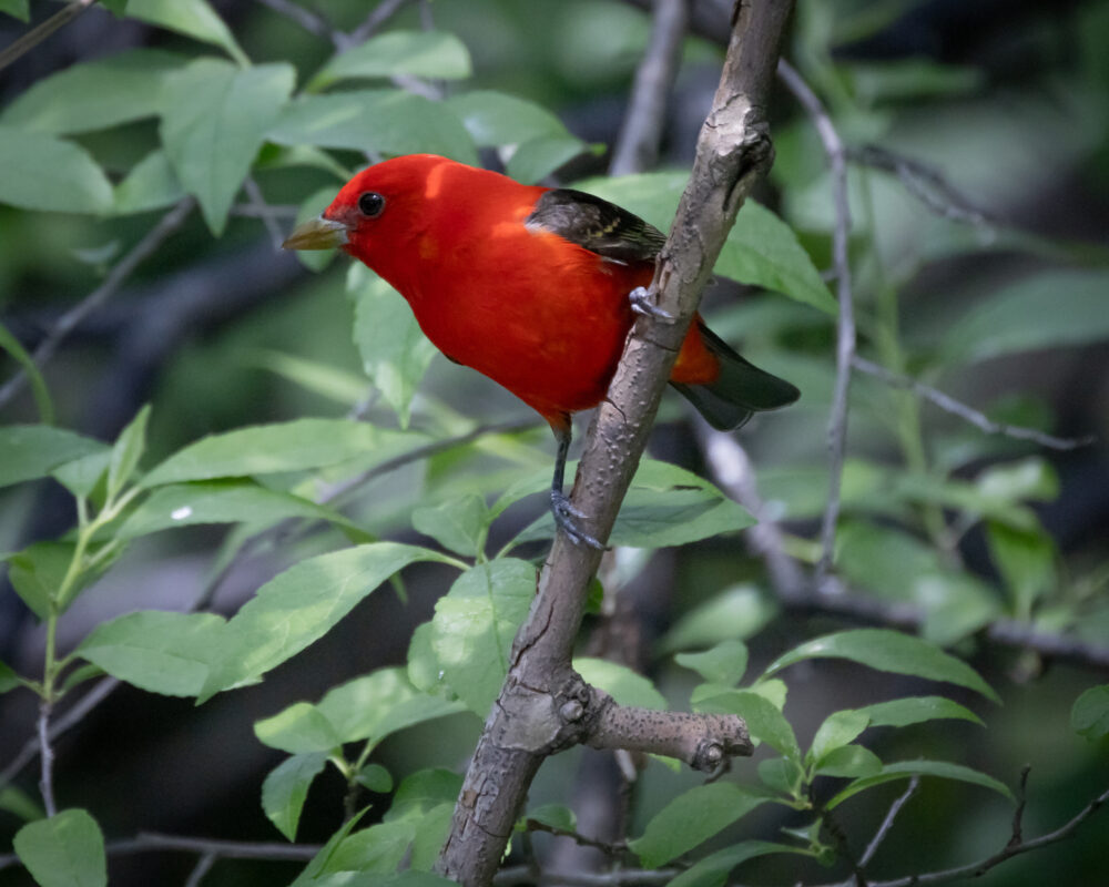 5 Questions with Birding Expert & Harlem… | Central Park Conservancy