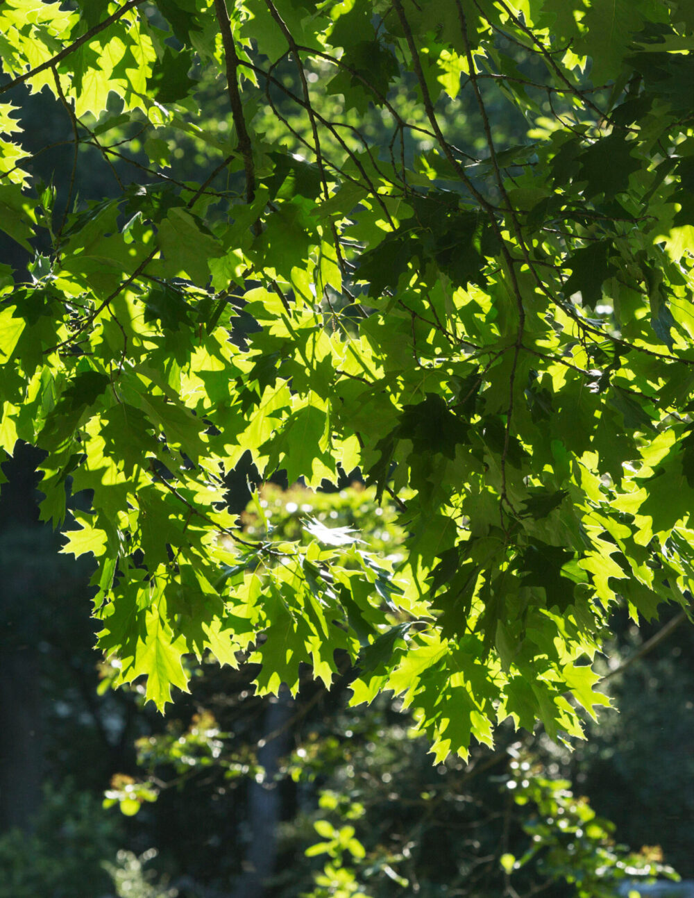 Northern Red Oak | Central Park Conservancy