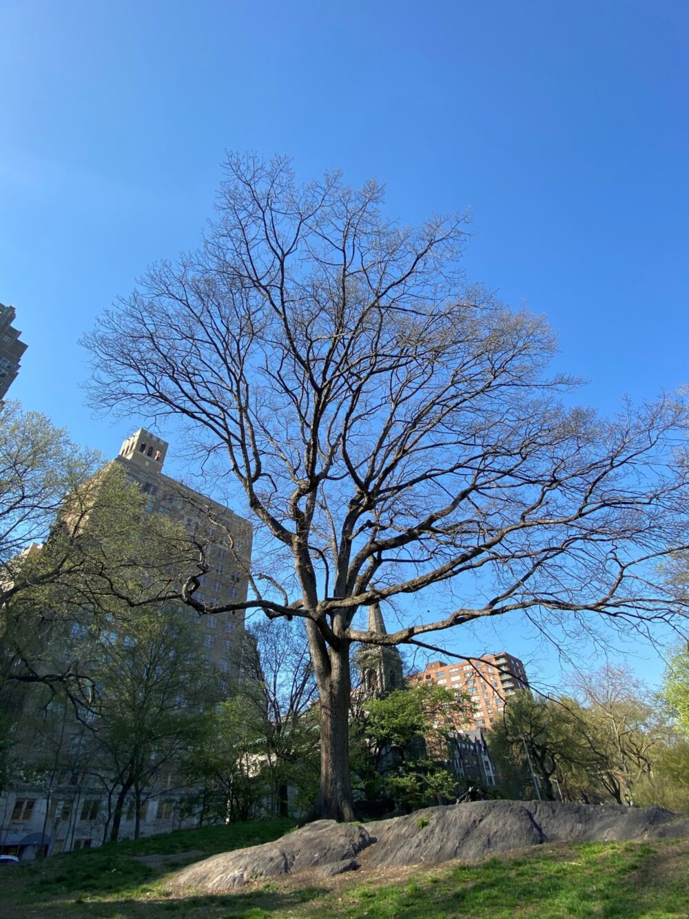White Oak | Central Park Conservancy
